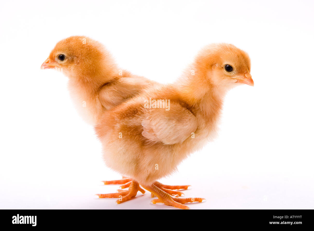 Road Island Red Baby Chicks