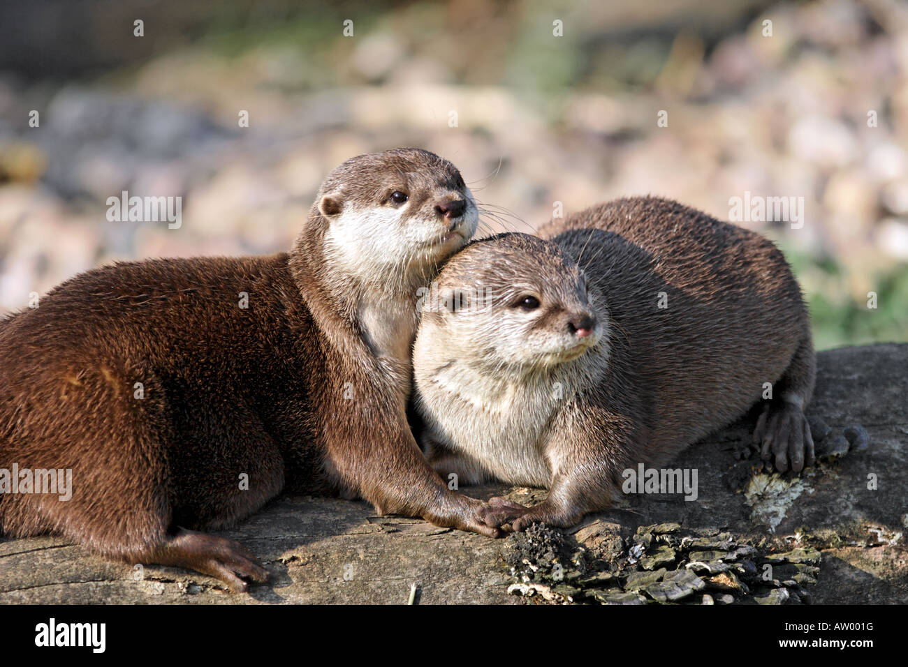 Two otters playing on a log Stock Photo - Alamy