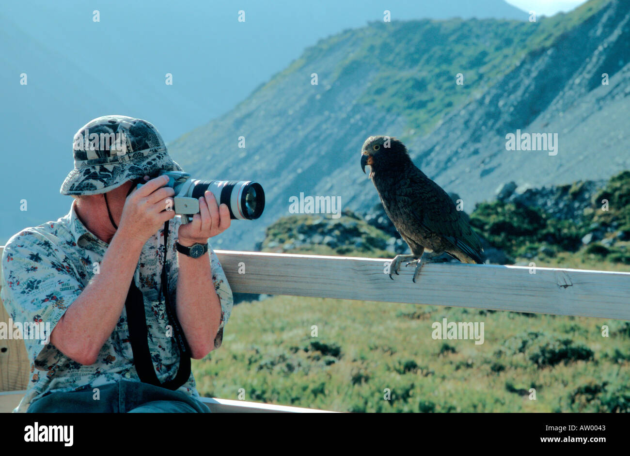 Curious kea bird watching camera Mt Cook National Park South Island New ...