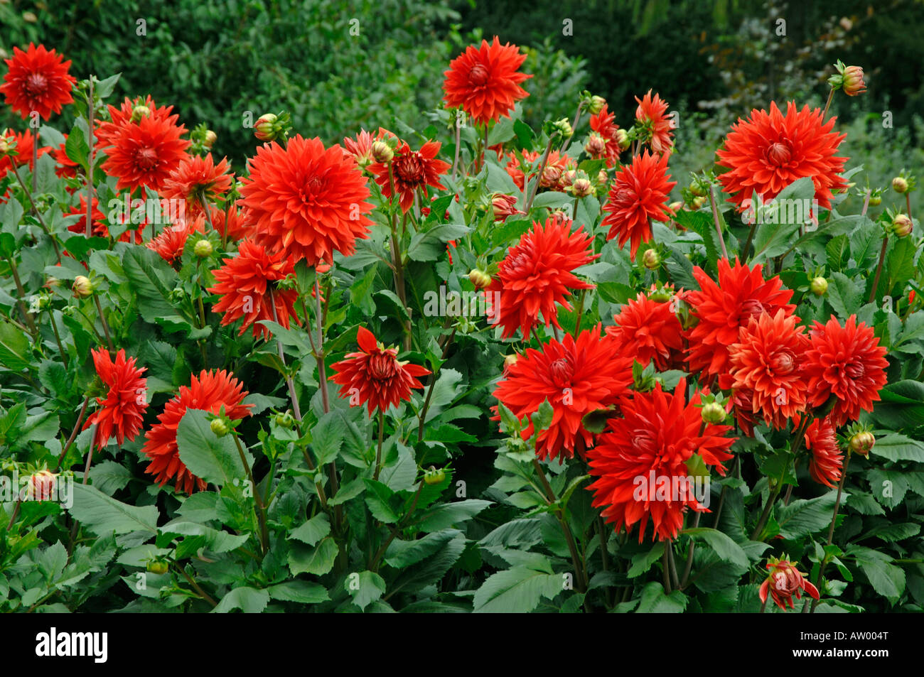 Flowering Laciniated Dahlia (Dahlia Excalibur) in a garden Stock Photo ...