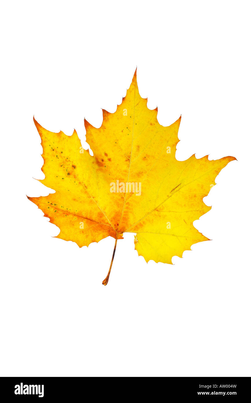 One maple leaf isolated on white background Stock Photo - Alamy
