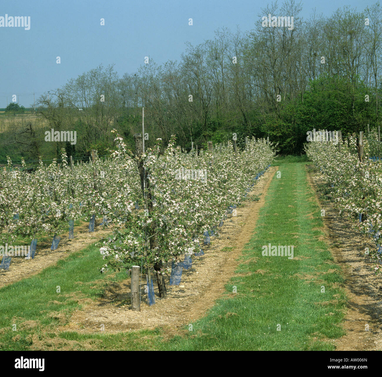 Flowering cordon apple trees in a small orchard in the Loire Valley ...