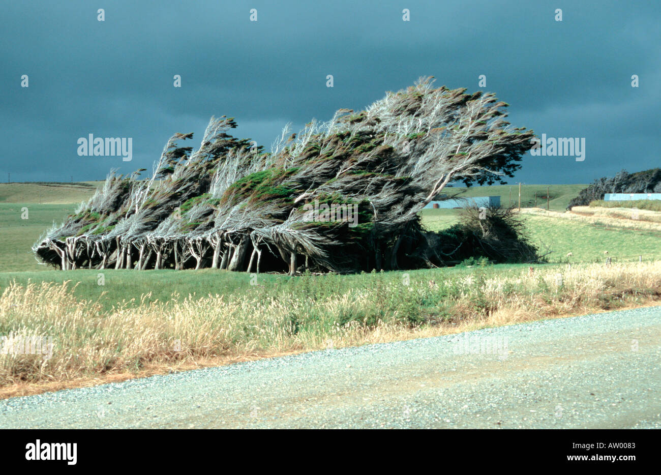 Slope Point New Zealand Trees High Resolution Stock Photography and ...