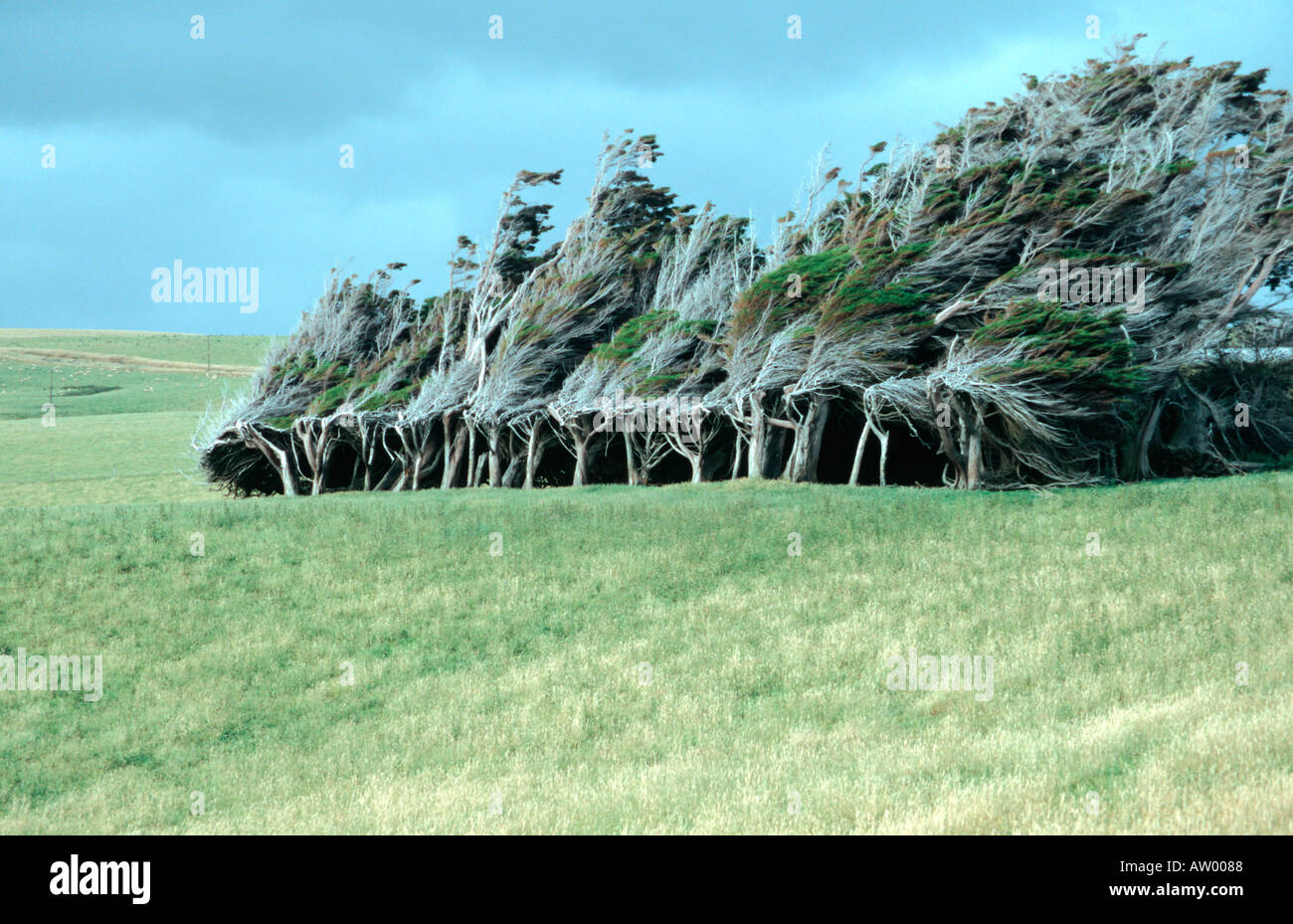 Wind swept tree slope point new zealand hi-res stock photography and ...