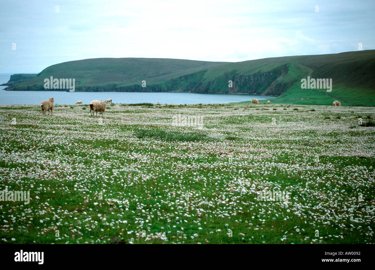 Sheep scenic fetlar hi-res stock photography and images - Alamy