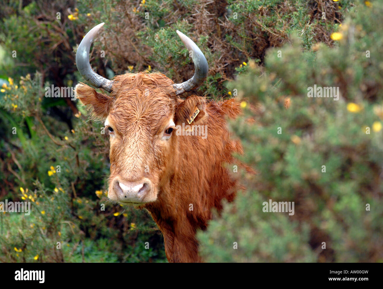 Bull with horns hi-res stock photography and images - Alamy