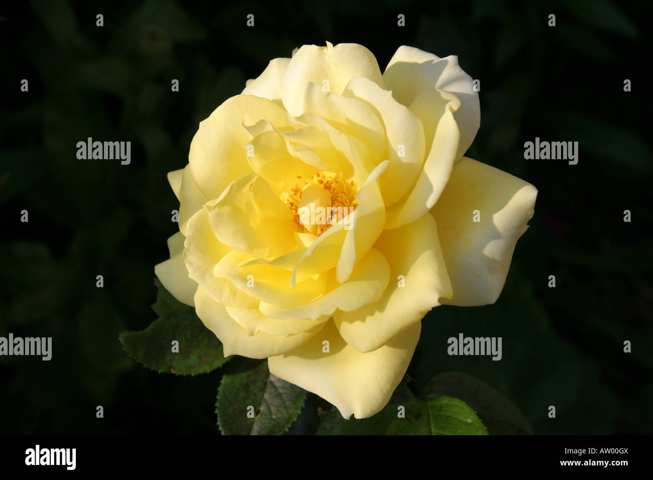 Bright yellow rose flower in full sun Stock Photo - Alamy