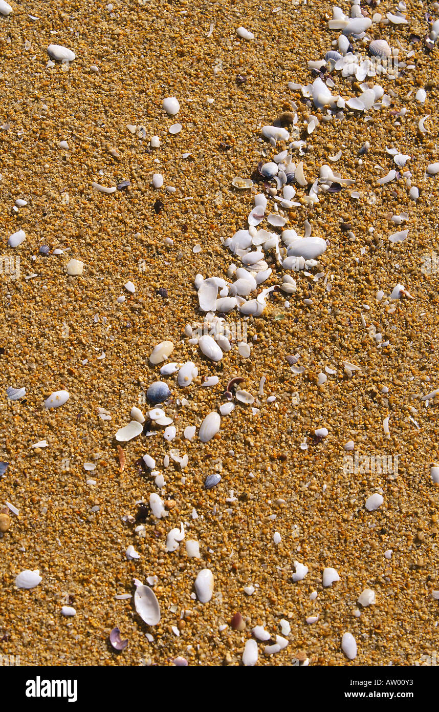 Shells and small pebbles formed in a line along the sand of the Awaroa ...