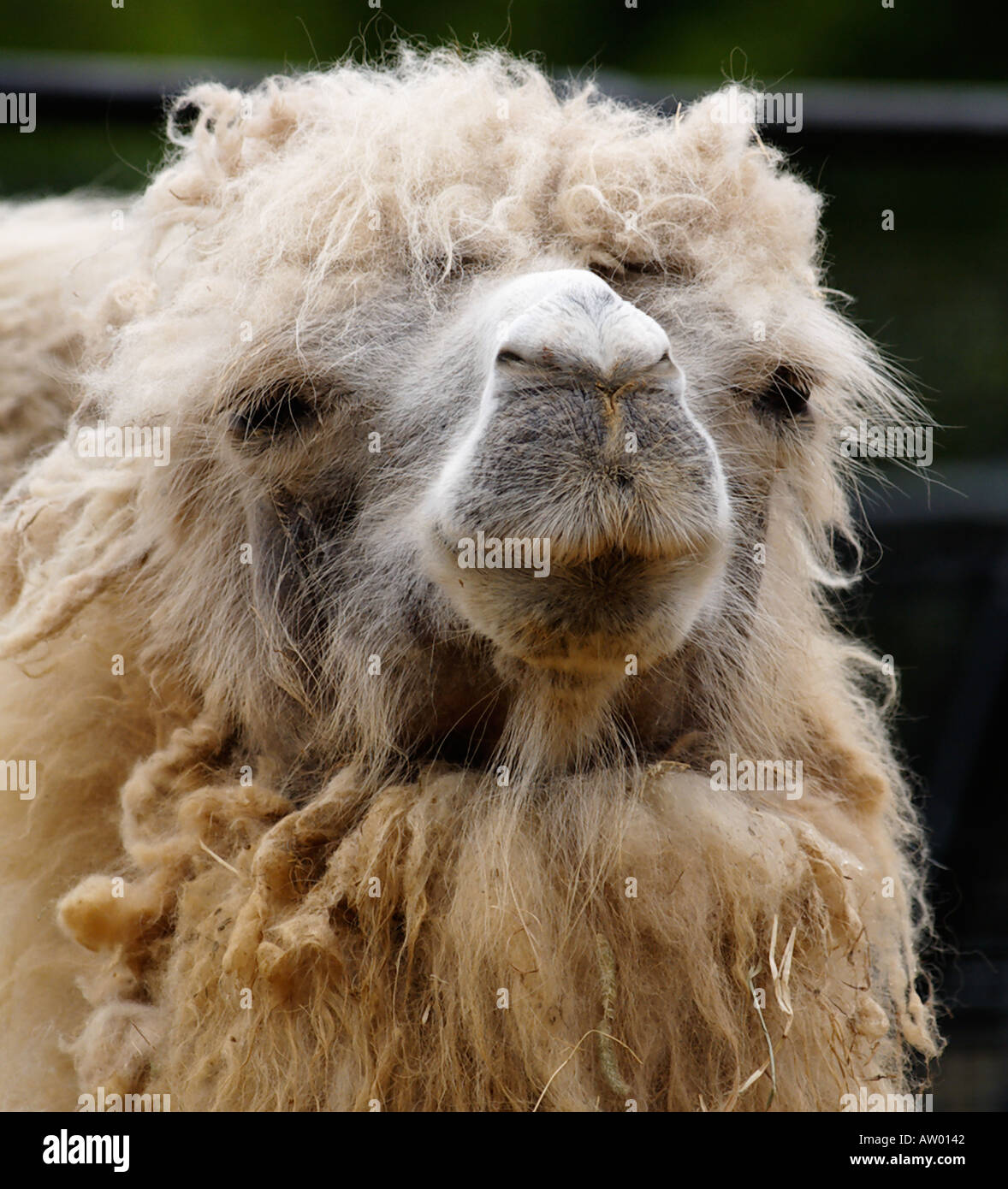 Long Haired Camel