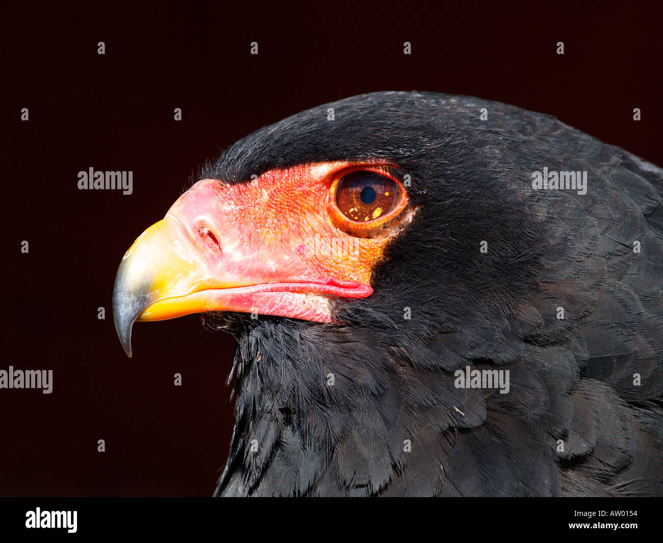 Mature Harpy Eagle Harpia harpyja Stock Photo - Alamy