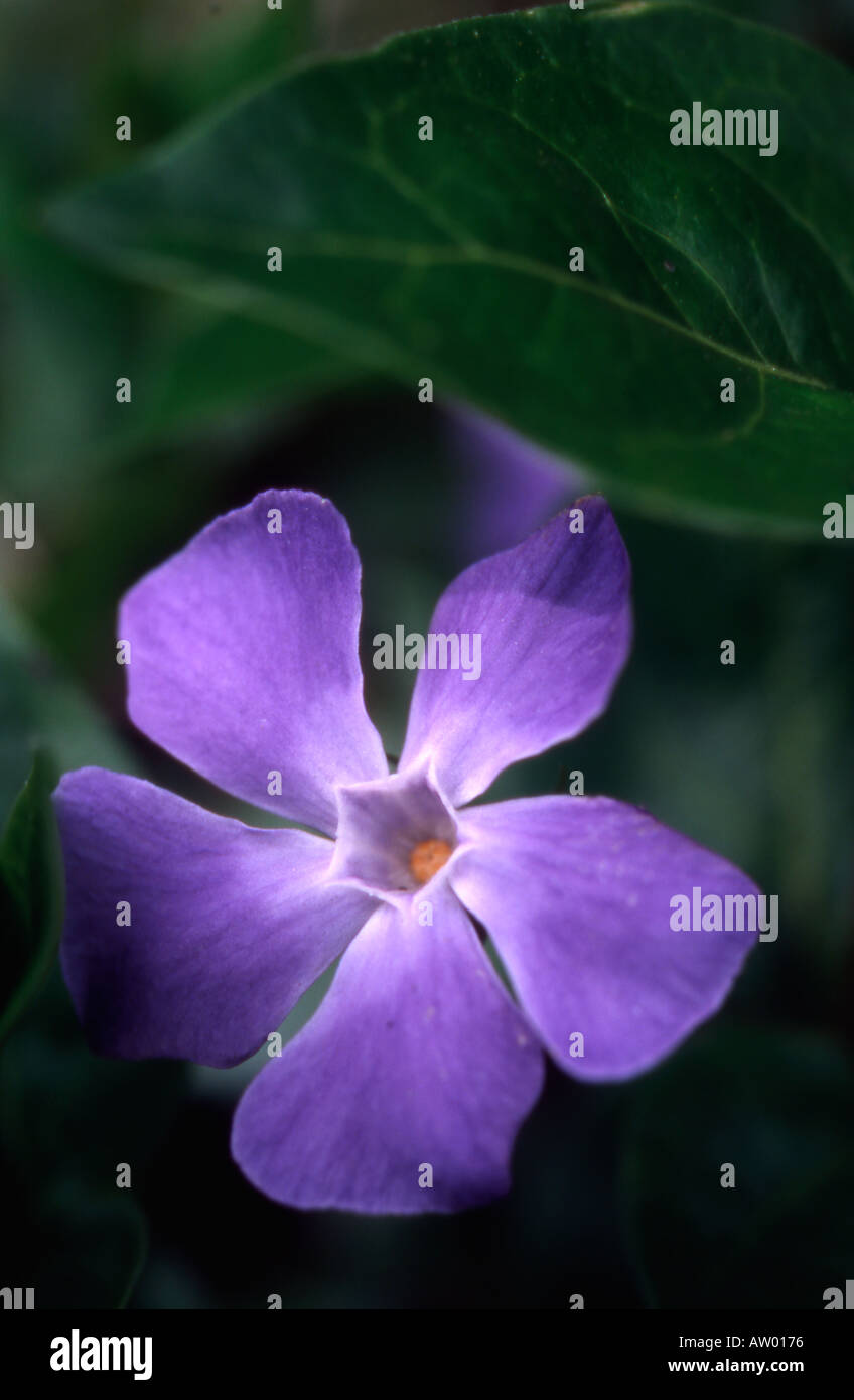 Lesser Periwinkle Vinca Minor Stock Photo - Alamy