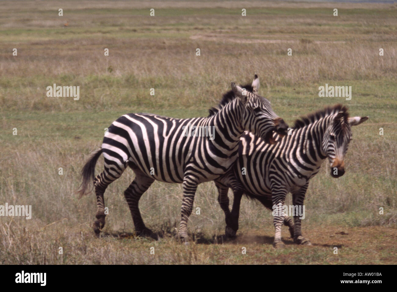 Zebra talking hi-res stock photography and images - Alamy