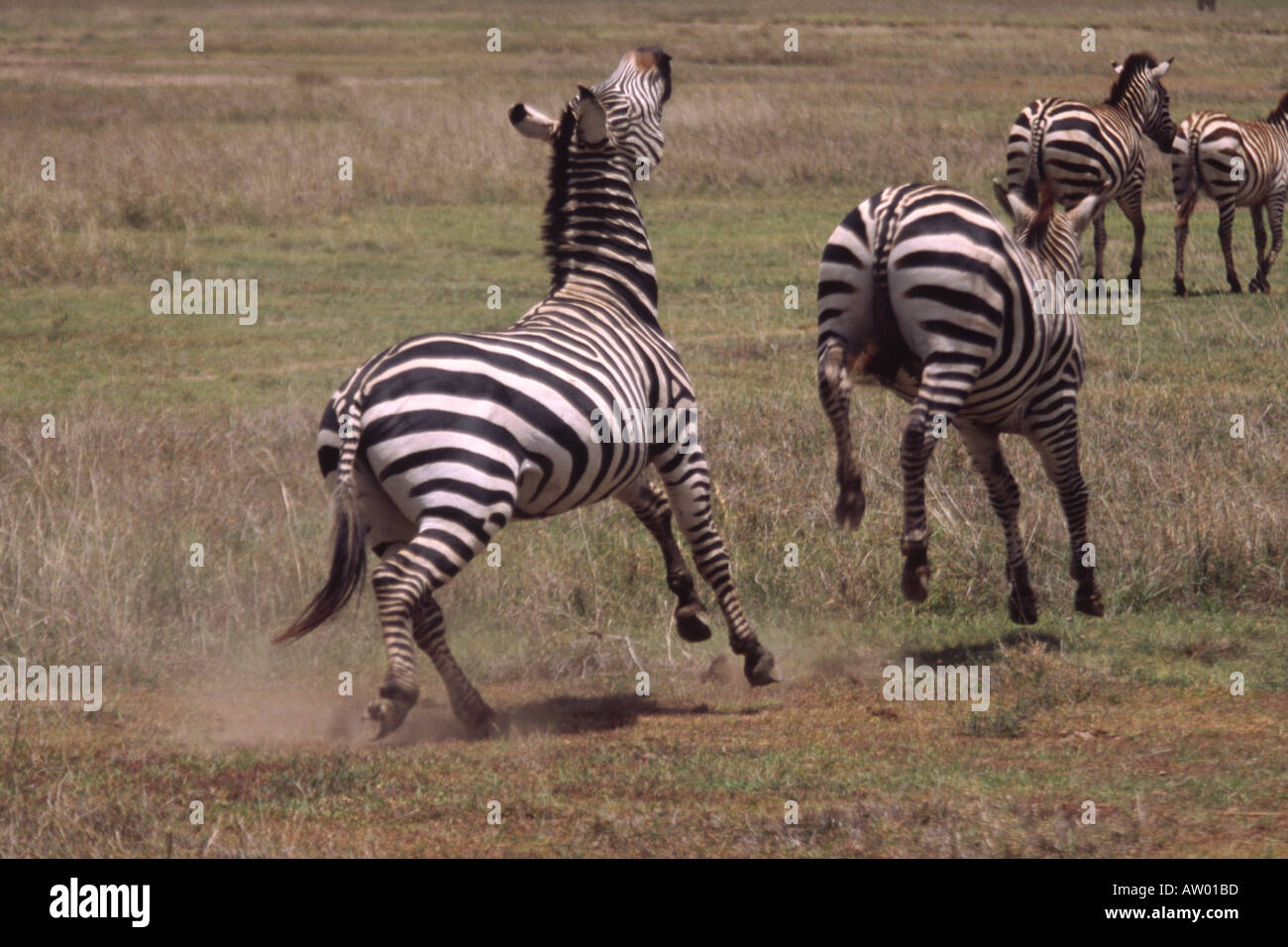 Two plains zebra stallions interacting socially displaying aggressive ...