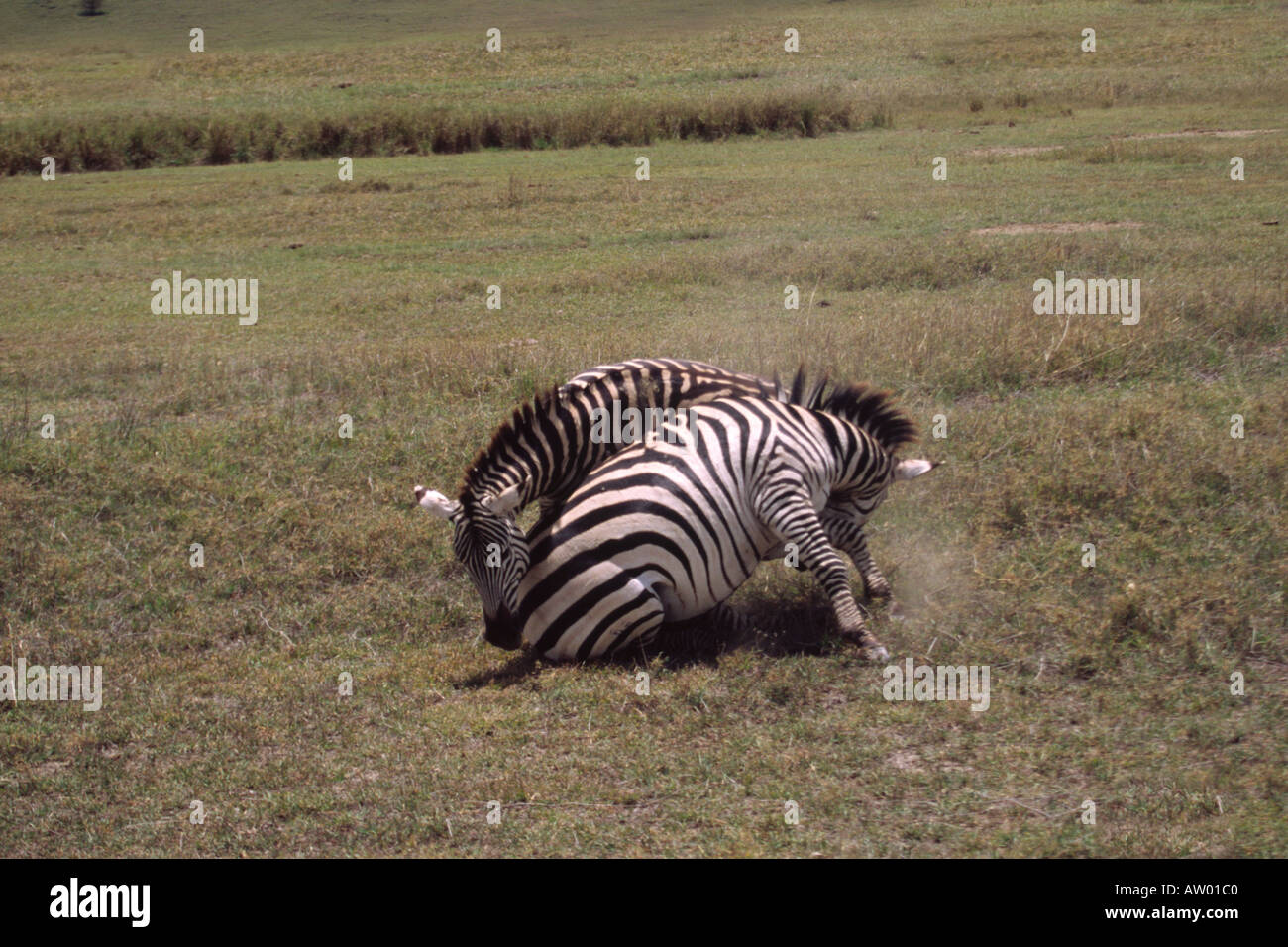 Fauna stallions hi-res stock photography and images - Alamy