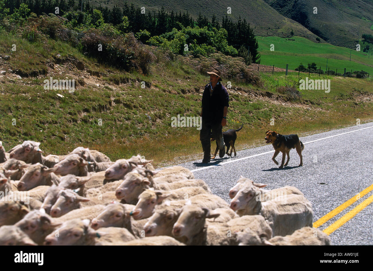 A man and two dogs droving a herd of sheep around Lake Hawea in Central ...