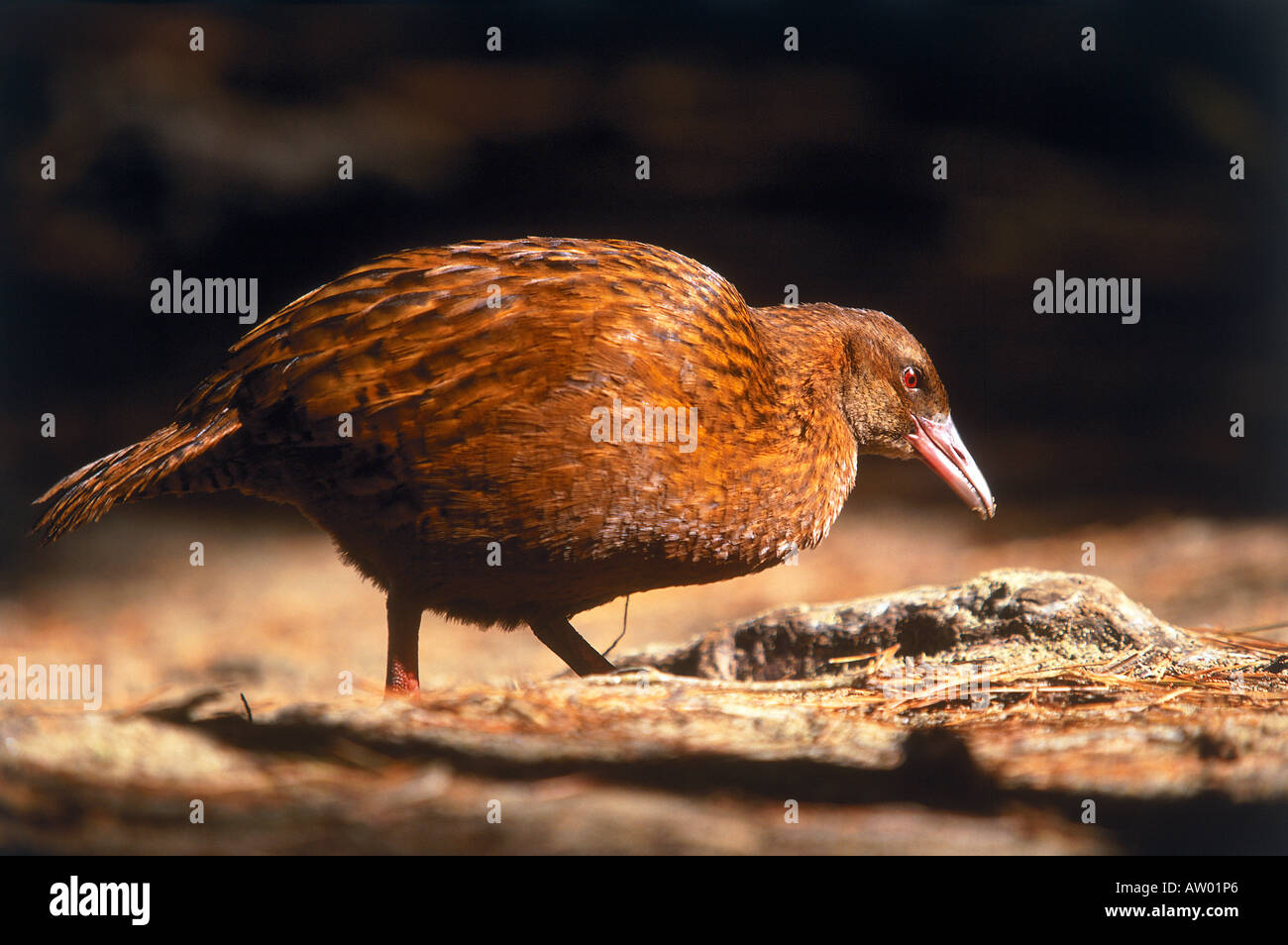 A Weka on the ground on Ulva Island a bird sanctuary on Stewart Island ...