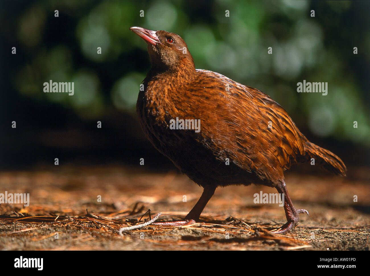 A Weka on the ground on Ulva Island a paradise like bird sanctuary on ...