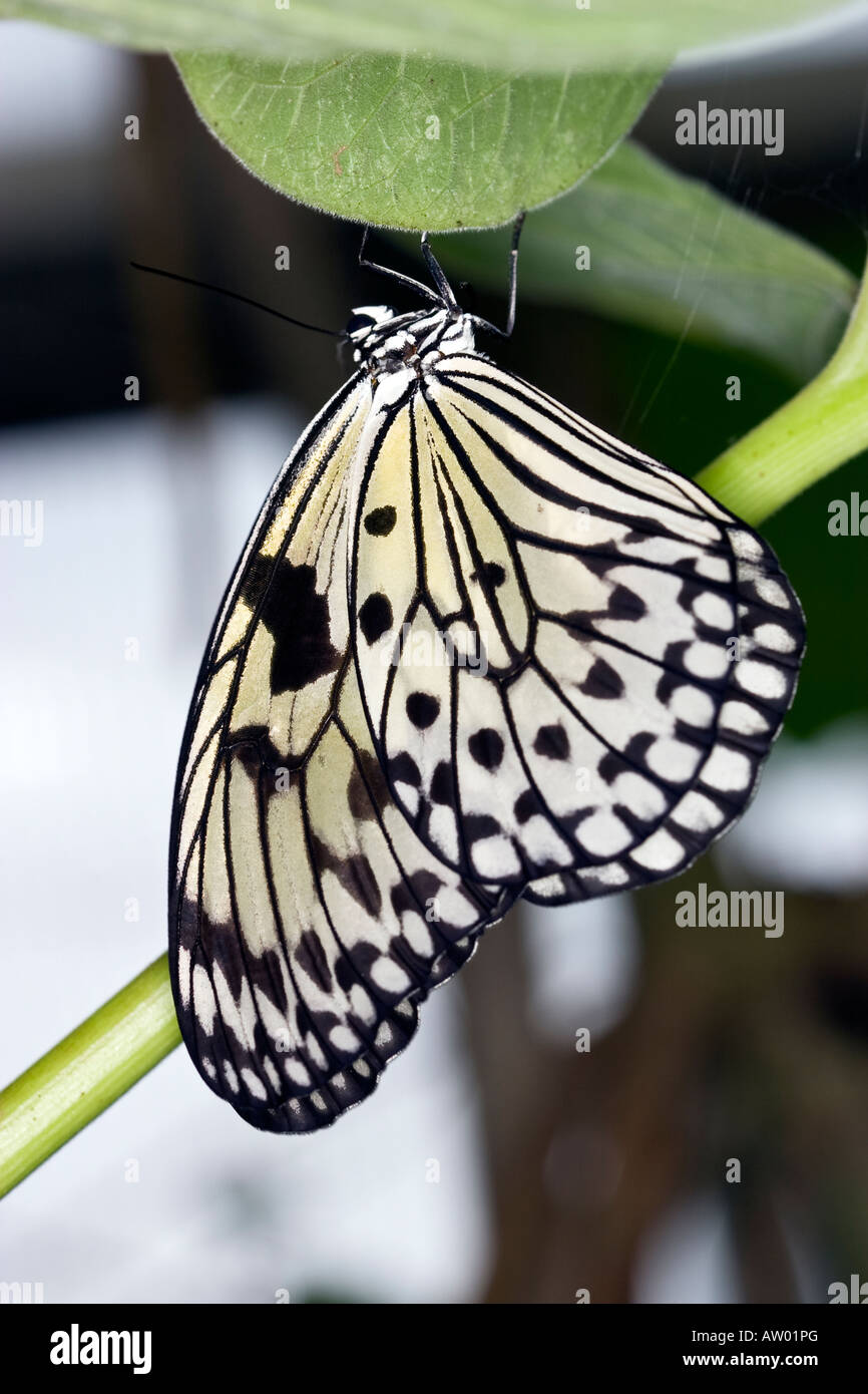Kite Paper Texture High Resolution Stock Photography and Images - Alamy