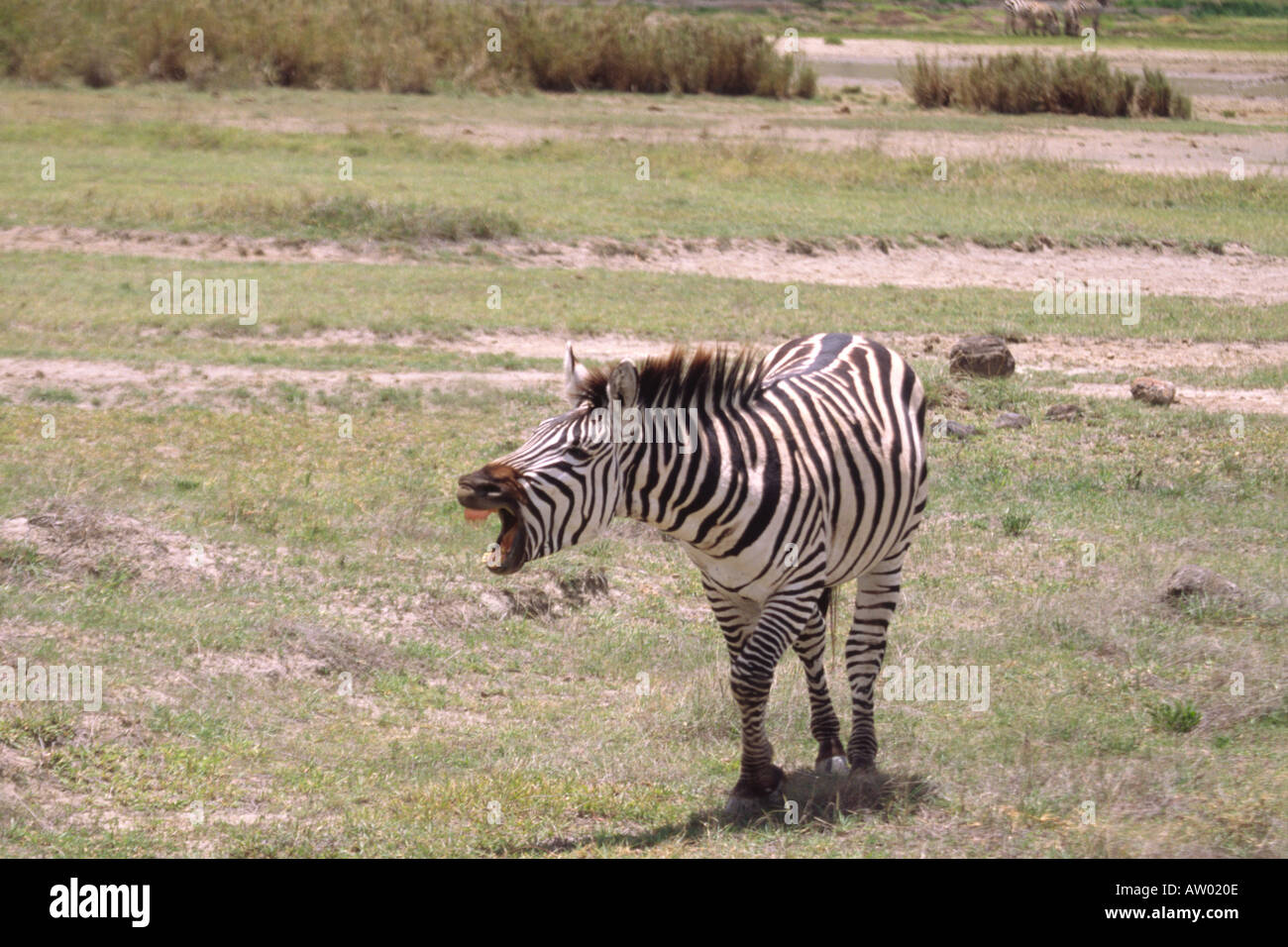 A single plains zebra equus birchelli showing aggressive behaviour ...