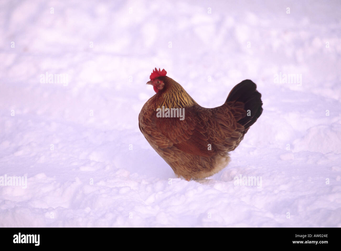 Free range chicken rooster standing in snow Stock Photo - Alamy