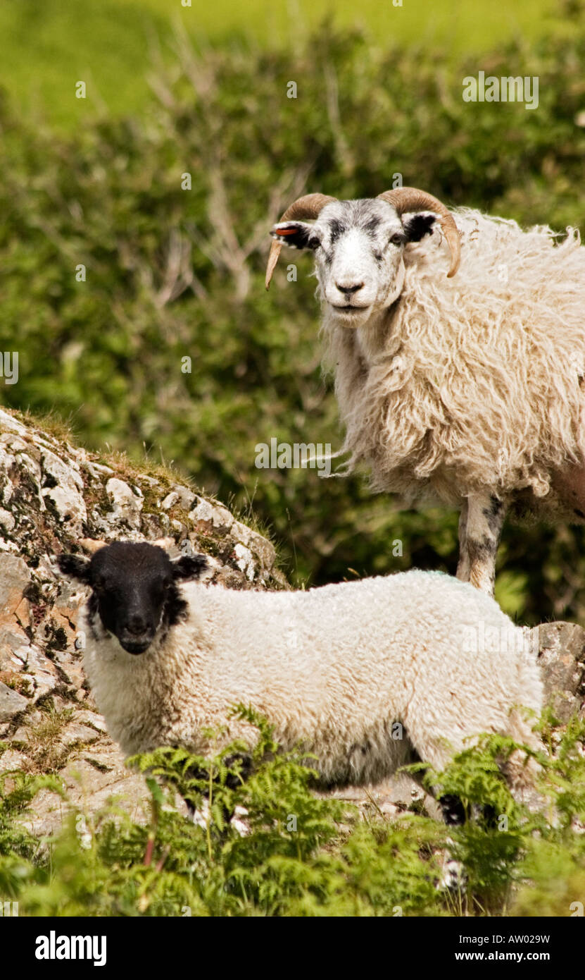 Sheep & Lamb,Scotland,UK Stock Photo - Alamy