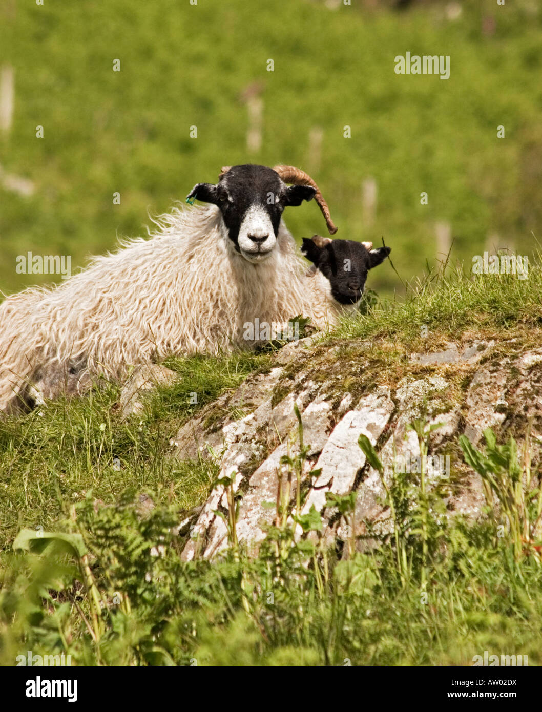Sheep and Lamb,Scotland,UK Stock Photo - Alamy