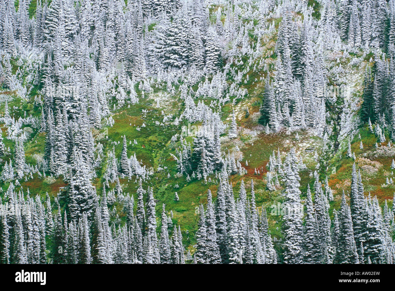 Sub alpine evergreen tree hi-res stock photography and images - Alamy