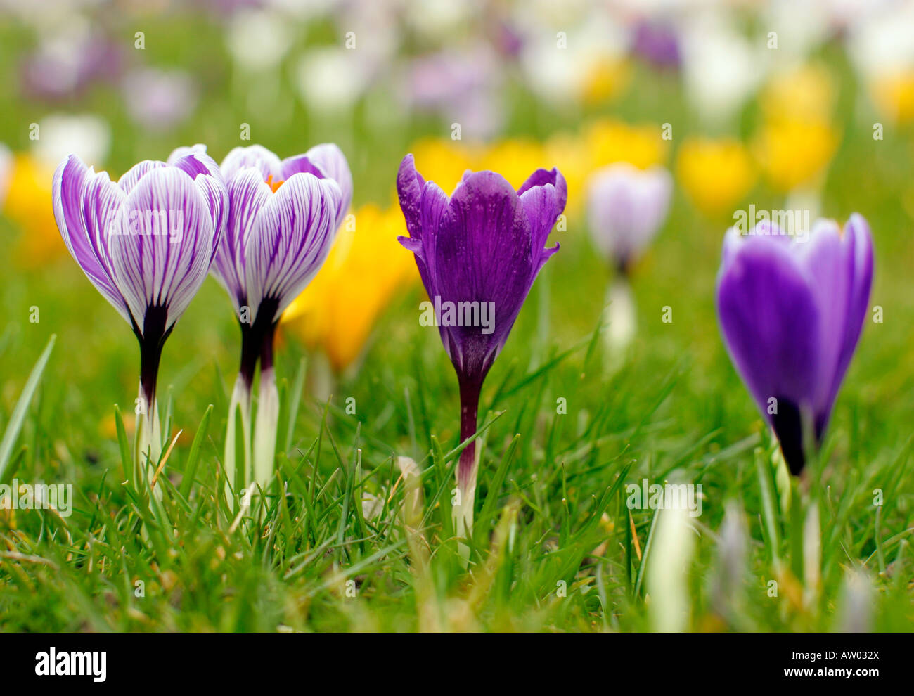 Crocus flowers (Crocuses / Croci) growing in a lawn Stock Photo - Alamy