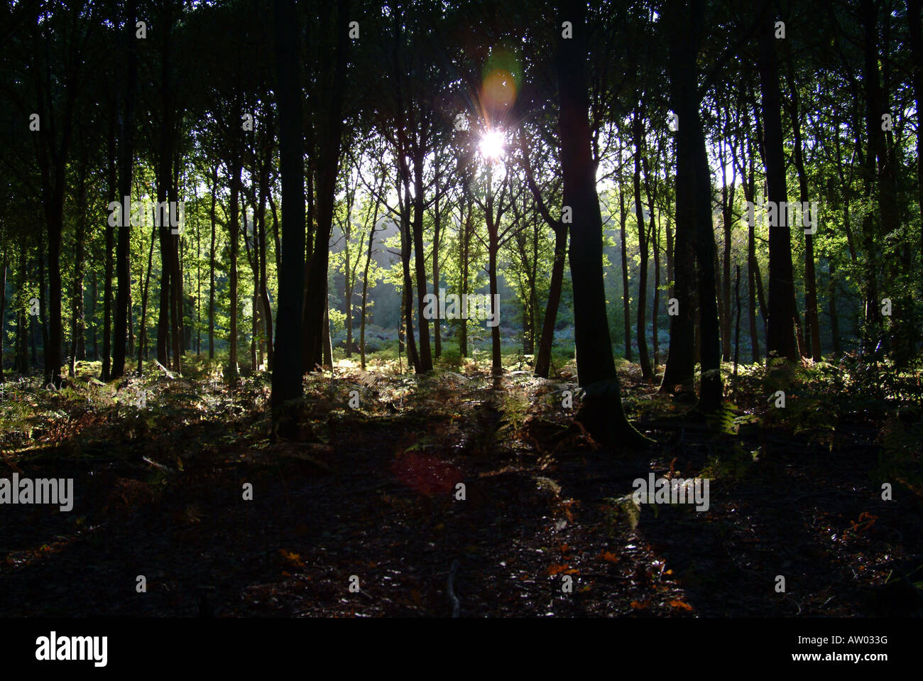 Forest with sun bursting through the trees Stock Photo - Alamy