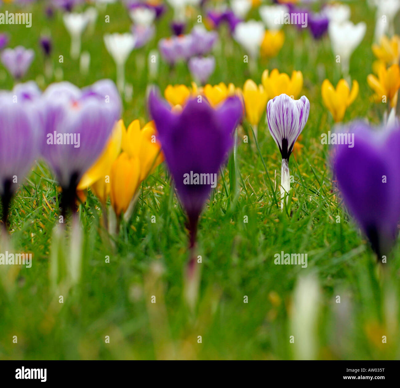 Purple croci hi-res stock photography and images - Alamy