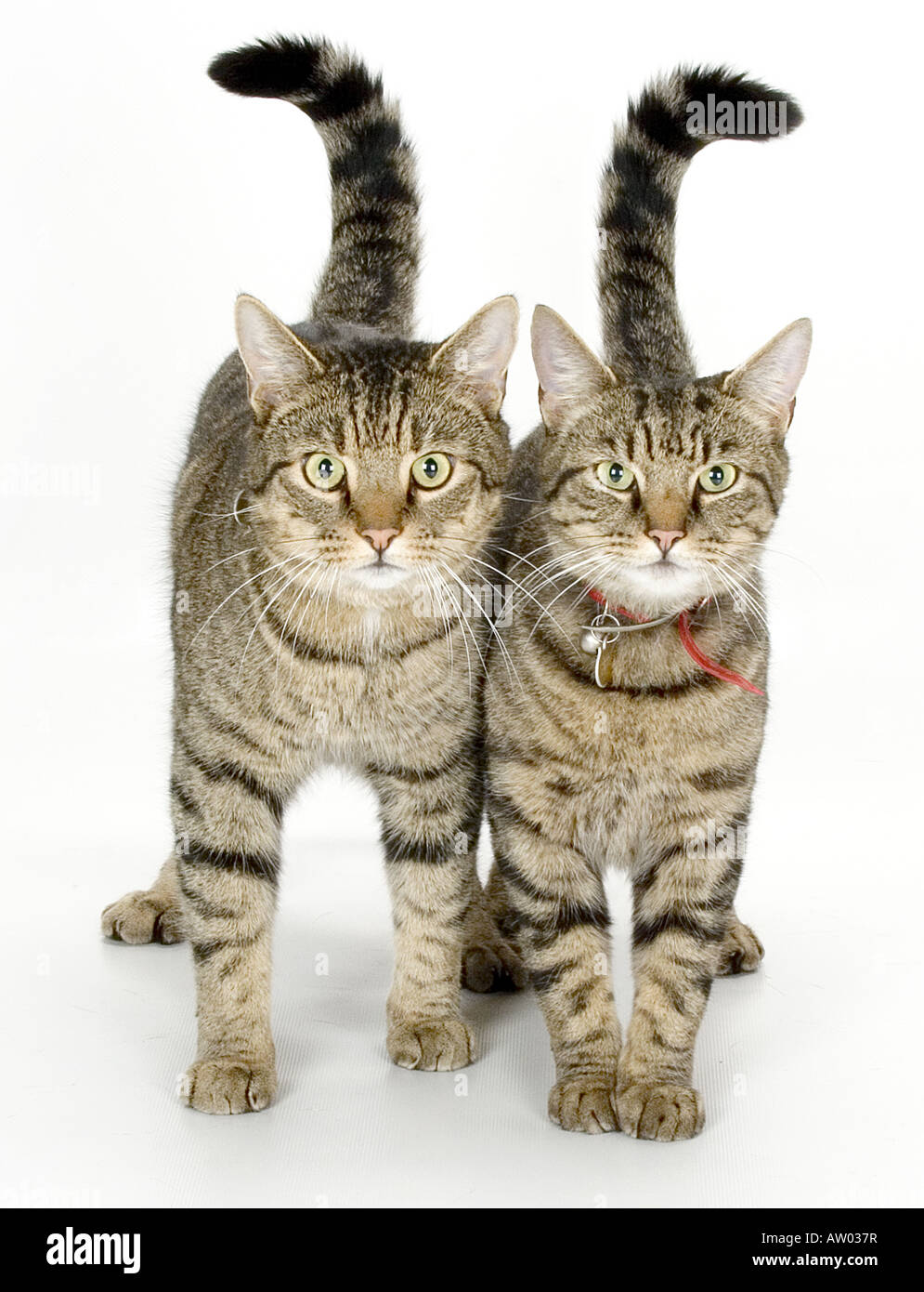 Two taby domestic cats facing with tails up symetricaly white ...