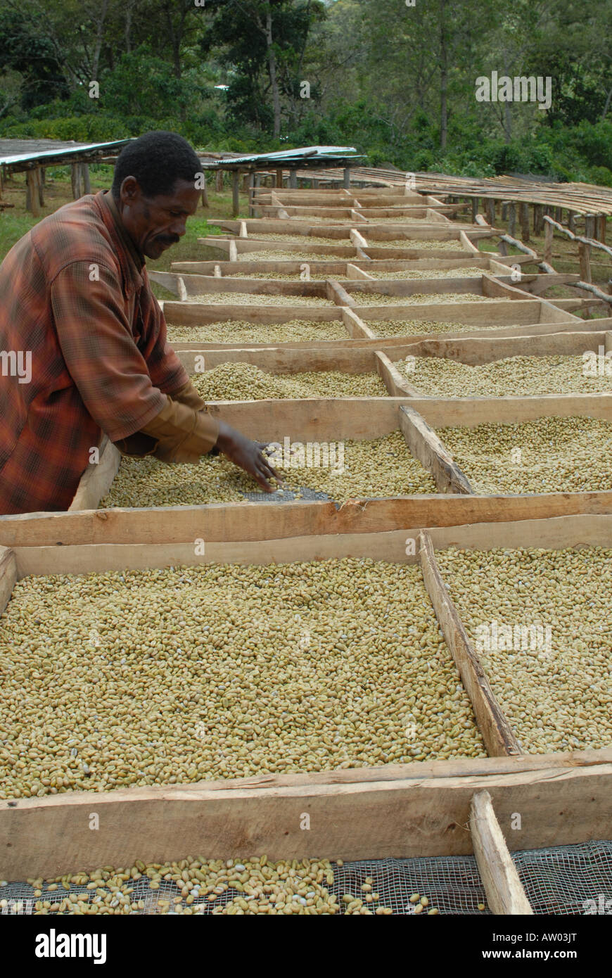 Ethiopian coffee farmer turning his drying coffee, Yirgacheffe ...