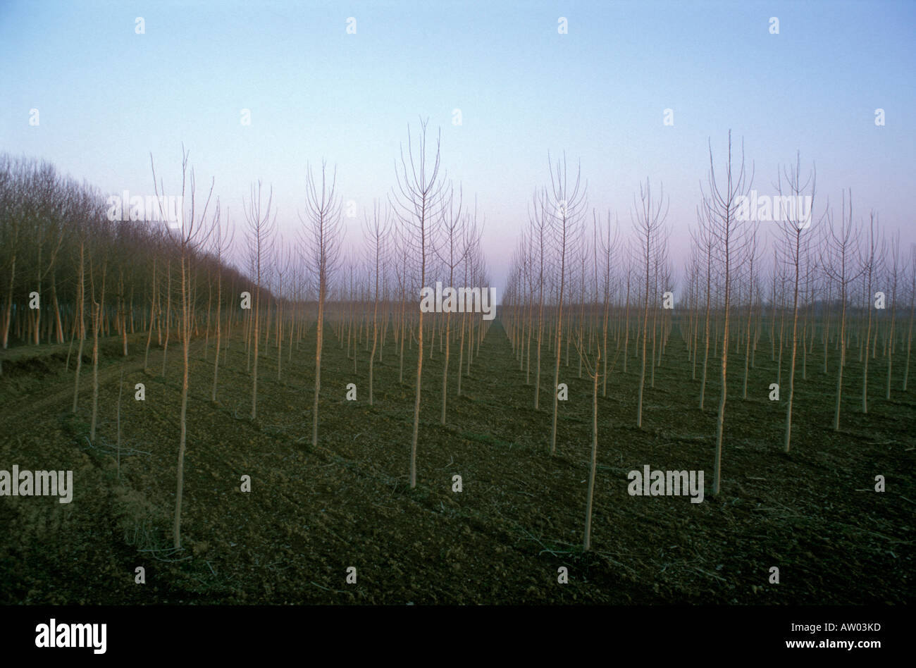 Lombardy italy poplar trees hi-res stock photography and images - Alamy