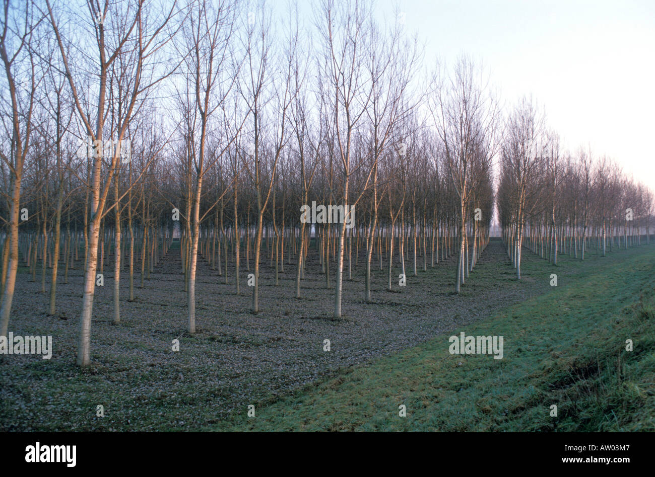 Lombardy italy poplar trees hi-res stock photography and images - Alamy