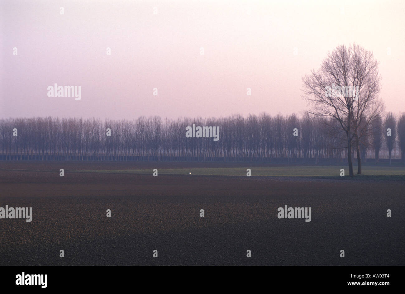 Lombardy italy poplar trees hi-res stock photography and images - Alamy
