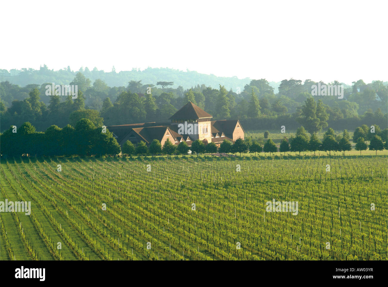 Denbies Wine Estate, Dorking, Surrey Stock Photo - Alamy