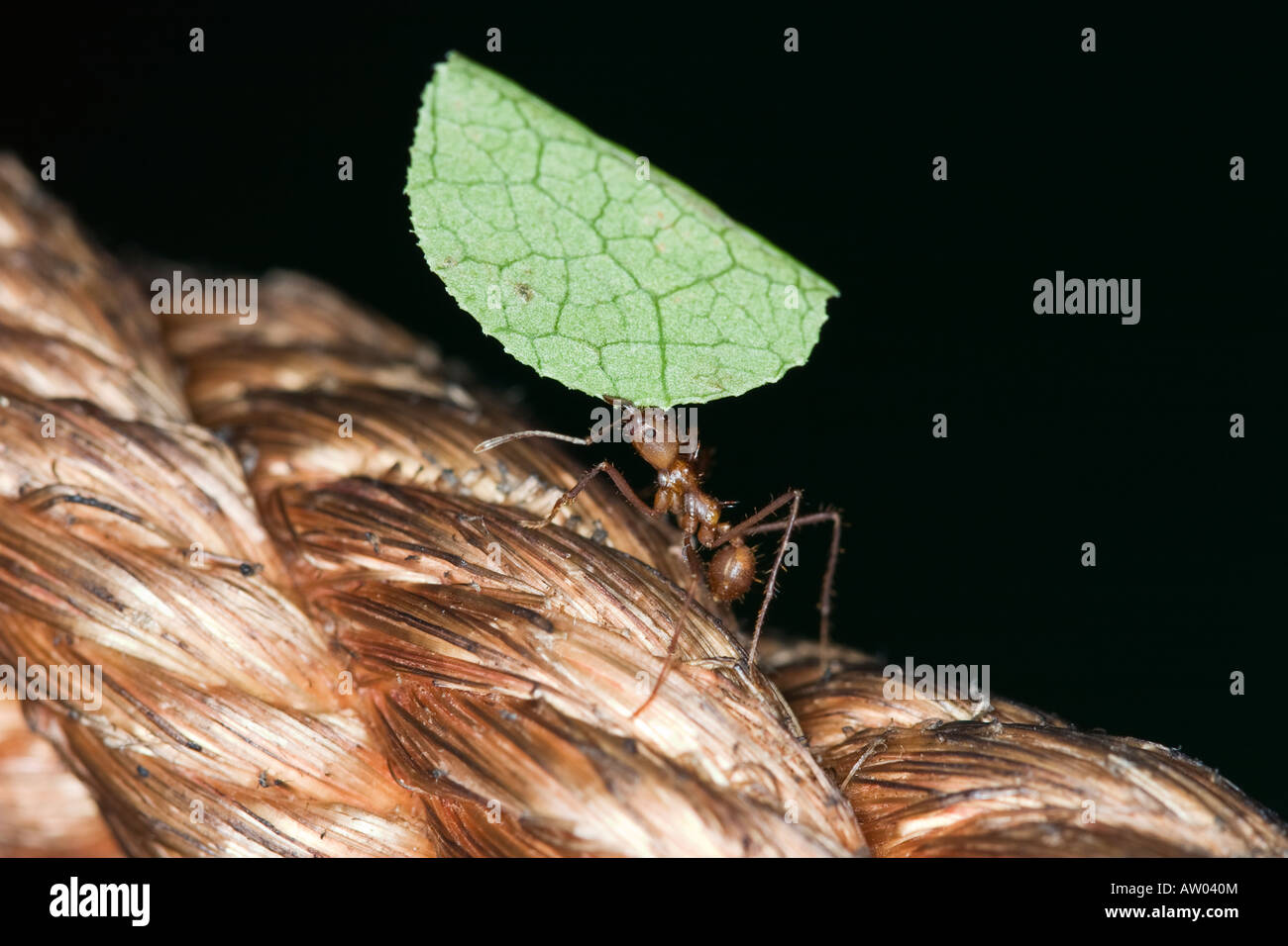 Leaf cutter ant on rope with black background Stock Photo - Alamy