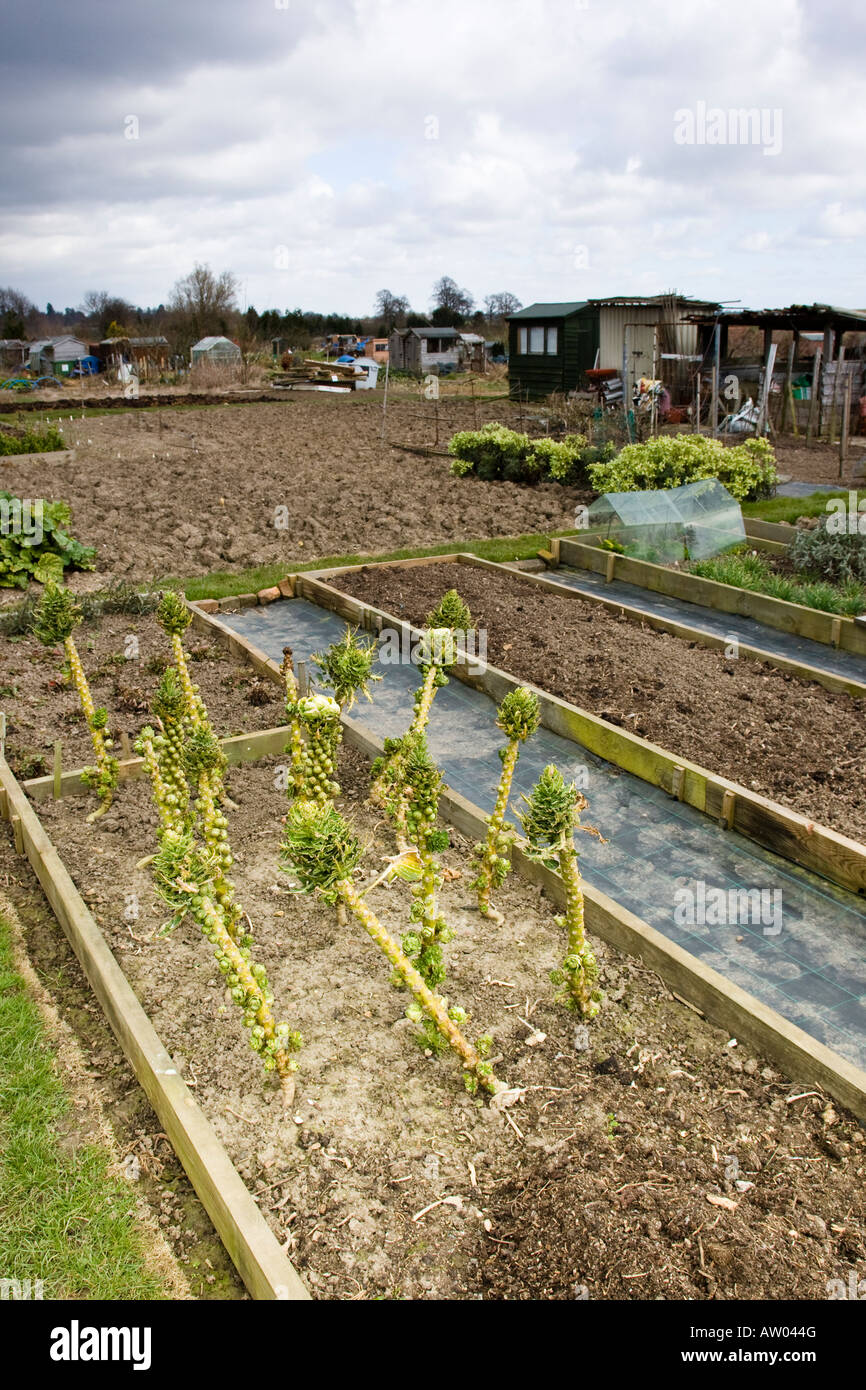Brussel sprout stalks on an inner city garden allotment Stock Photo - Alamy