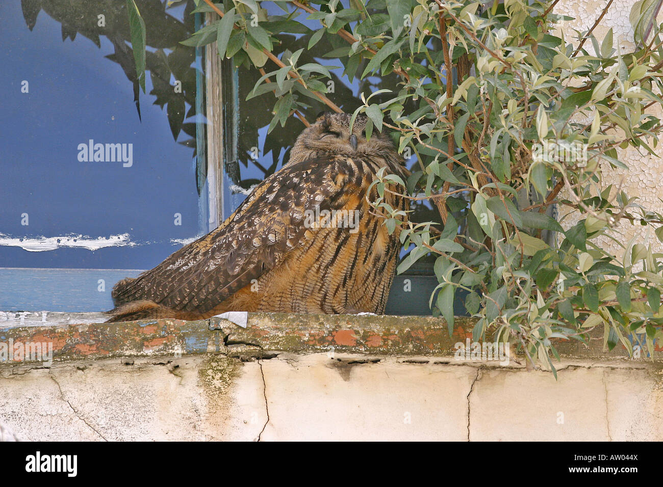 Eagle owl (latin: Bubo bubo) sitting on window ledge. Night bird of ...