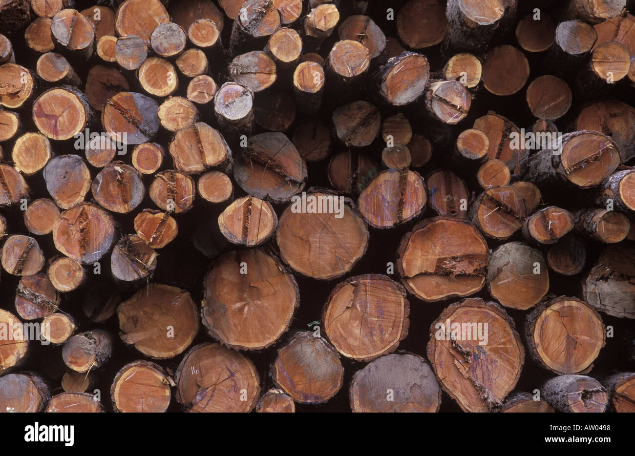 Stacks of logs in yard hi-res stock photography and images - Alamy