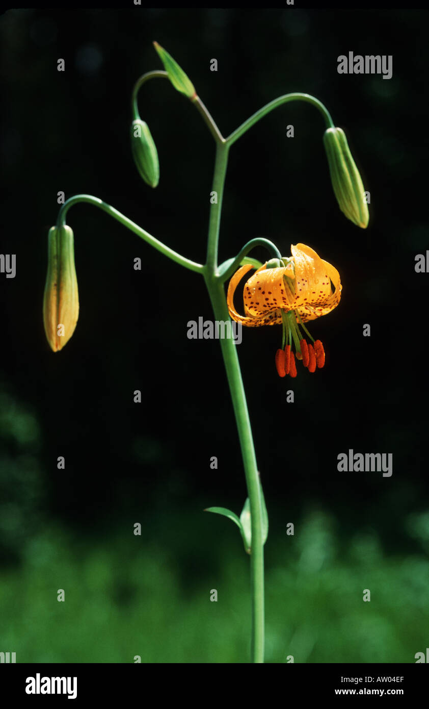Tiger Lily Columbia Oregon Lily Lilium columbianum Stock Photo - Alamy