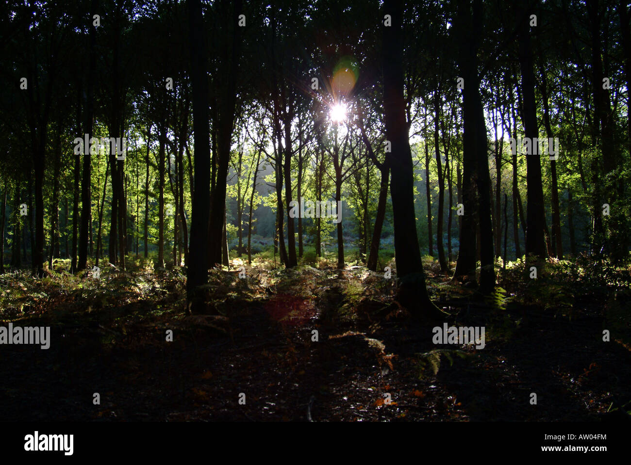 Forest with sun bursting through the trees Stock Photo - Alamy
