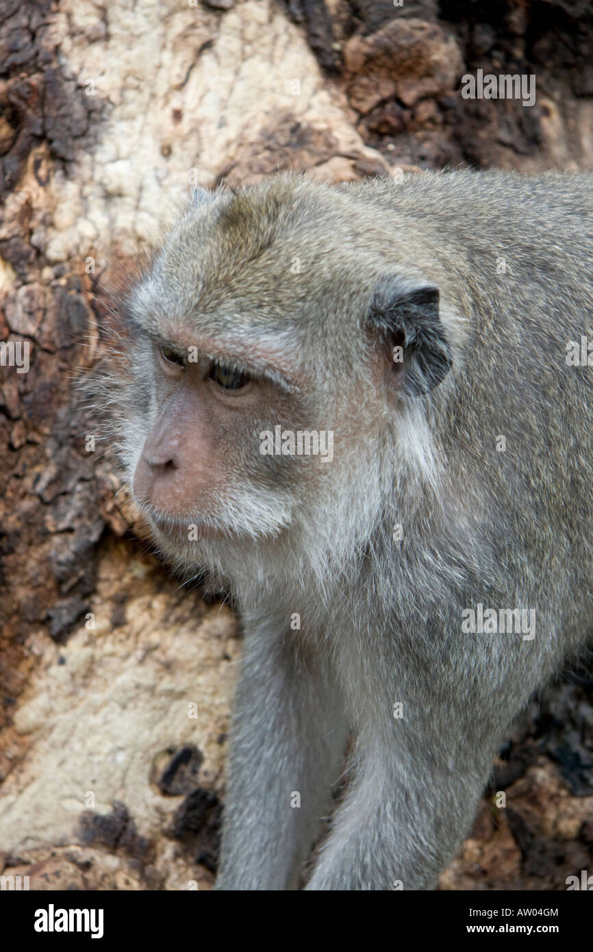 Long tailed macaque (Macaca fascicularis) in Pulaki Temple, Bali ...
