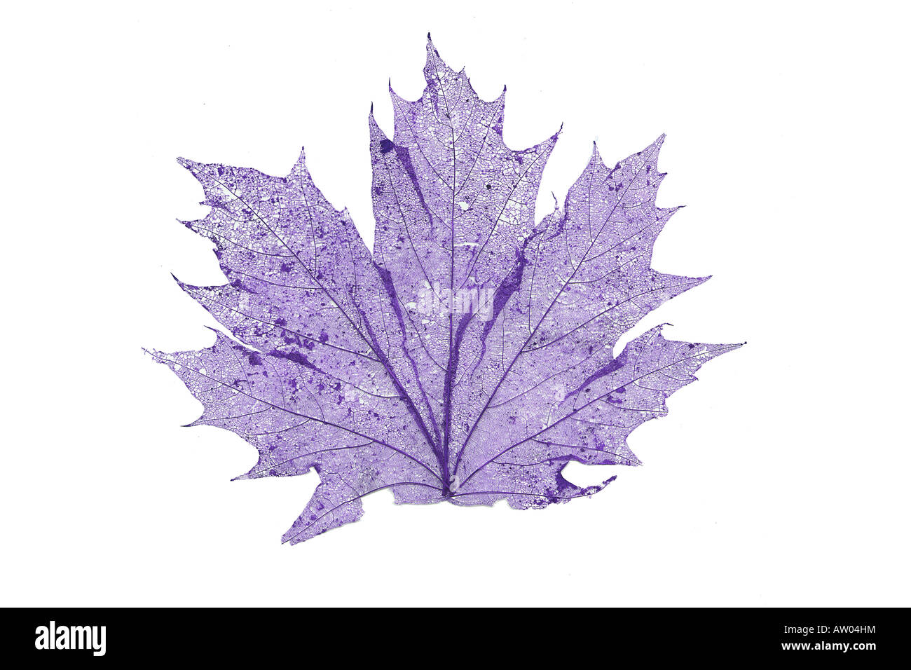 Maple leaf skeleton from tree decomposed blue Stock Photo - Alamy