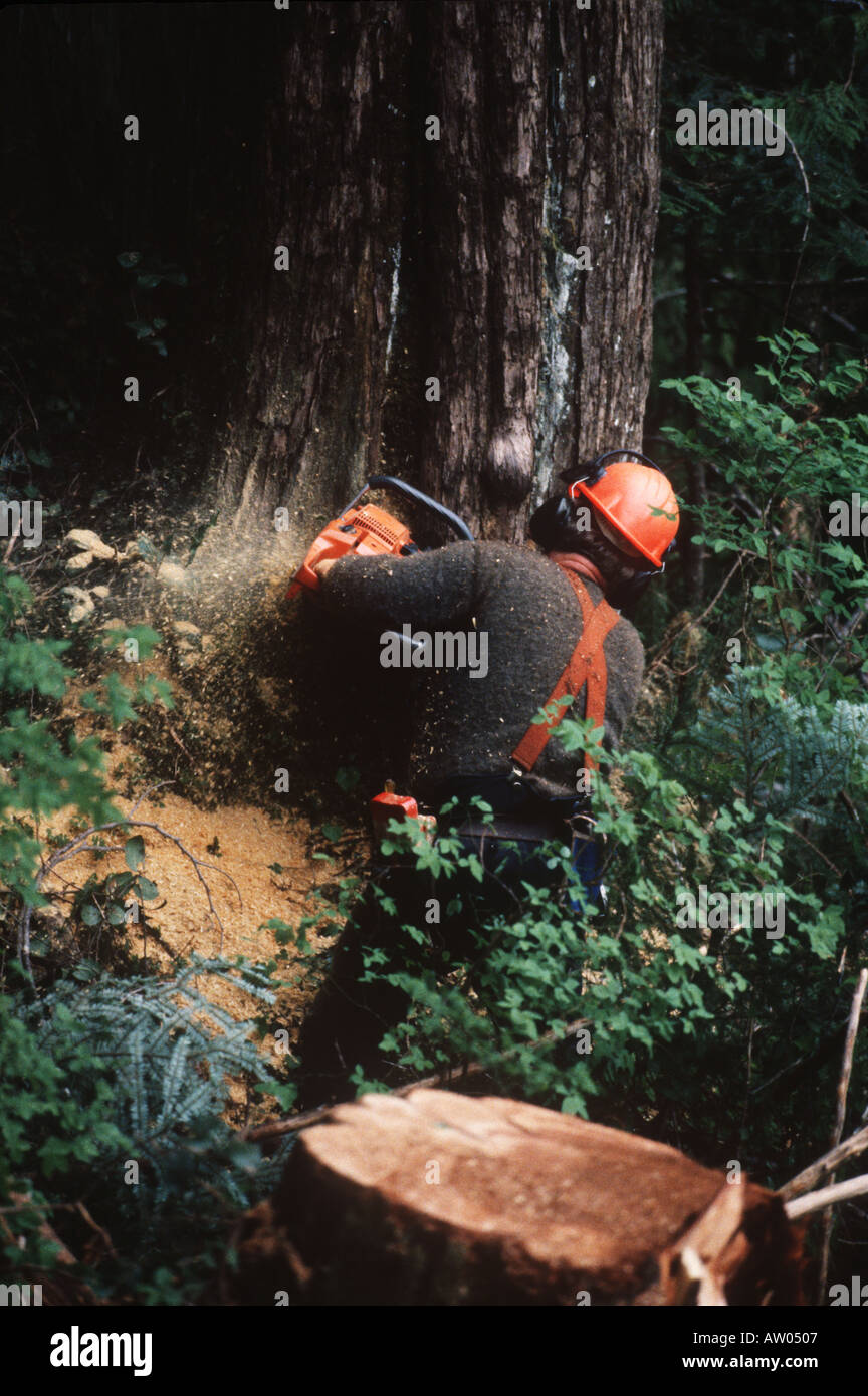 Tree faller cuts down cedar tree hi-res stock photography and images ...