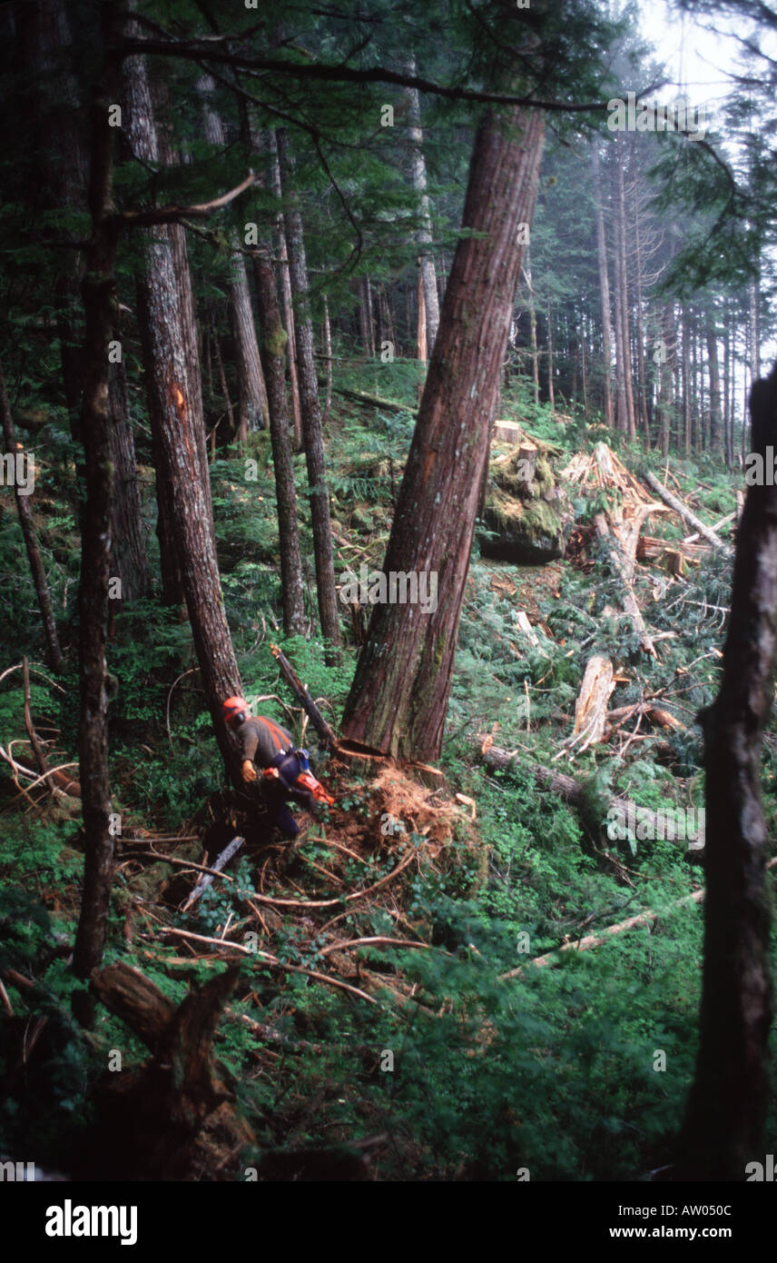 Tree faller cuts down cedar tree hi-res stock photography and images ...