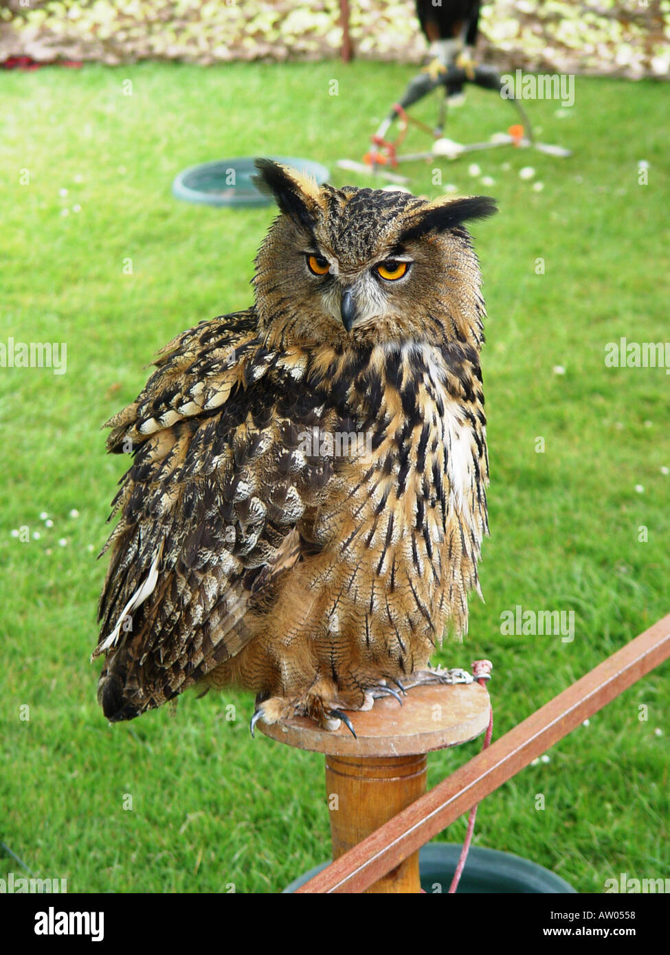 Eurasian Eagle Owl on perch Stock Photo - Alamy