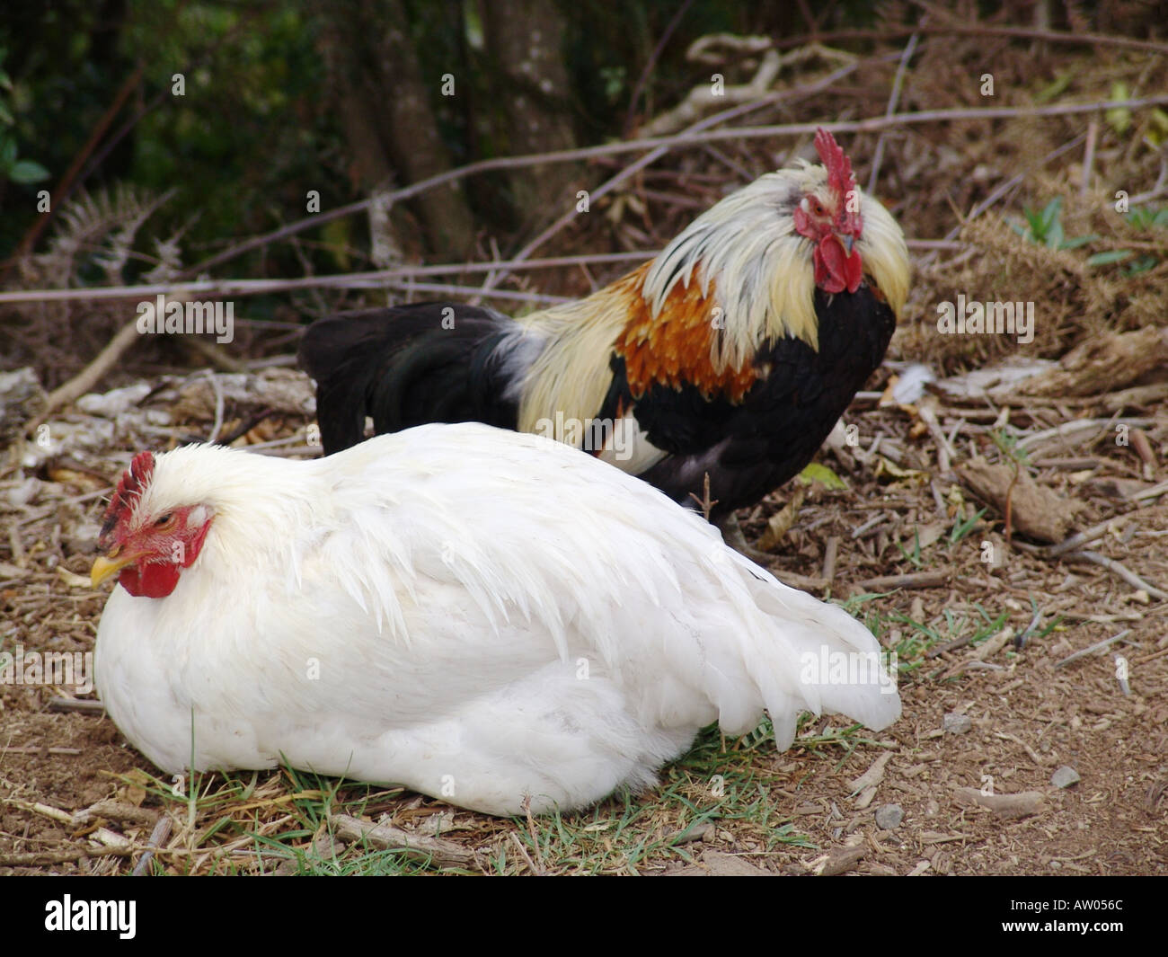 White and black chickens hi-res stock photography and images - Alamy