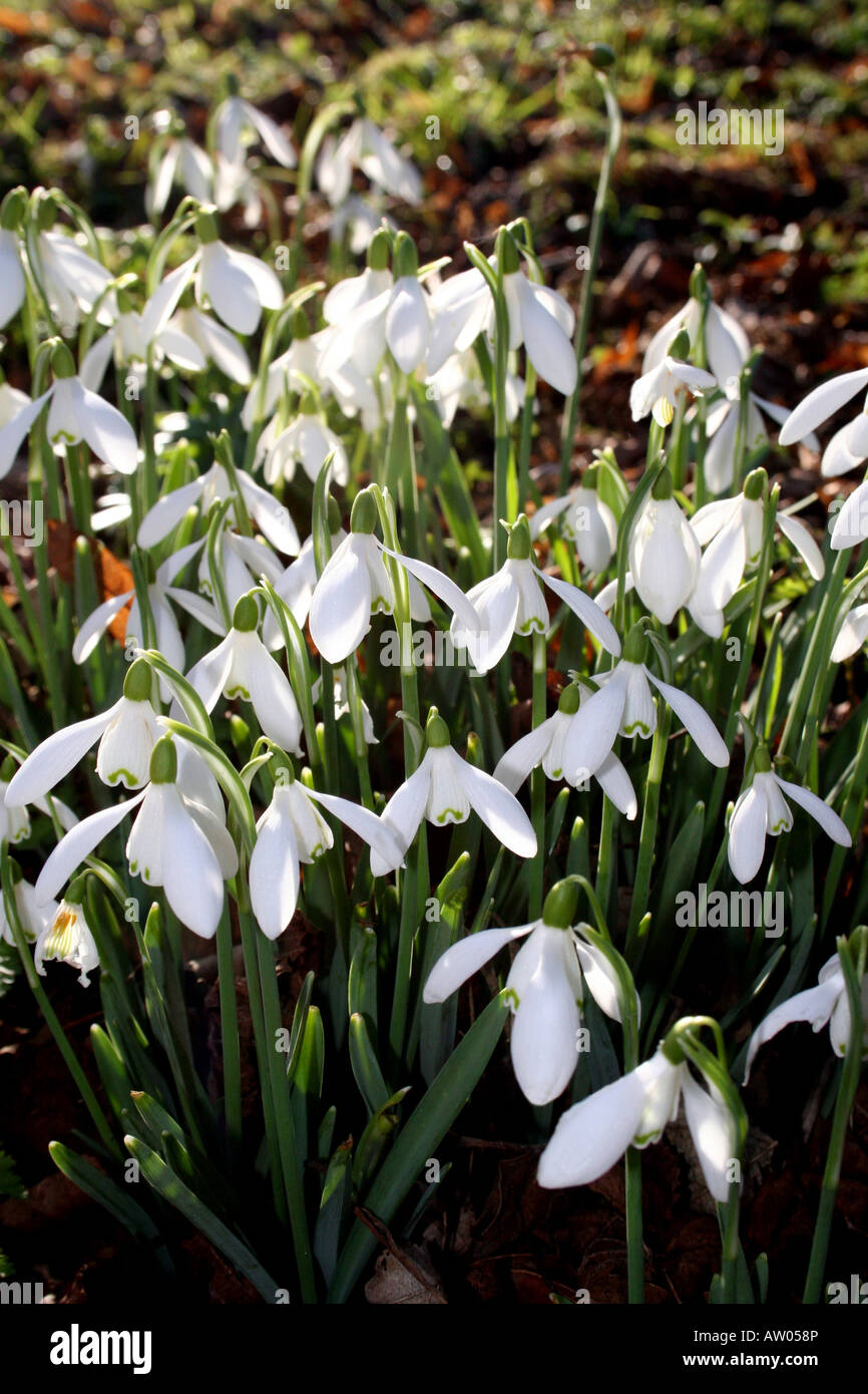 Snowdrop clump hi-res stock photography and images - Alamy