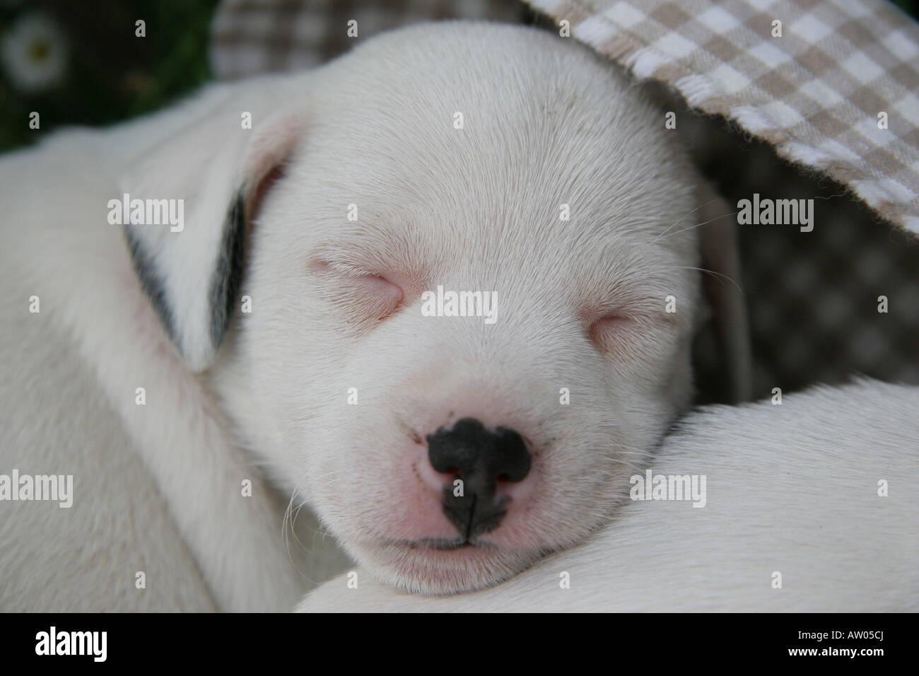 Sleeping Jack Russell terrier puppy Stock Photo - Alamy